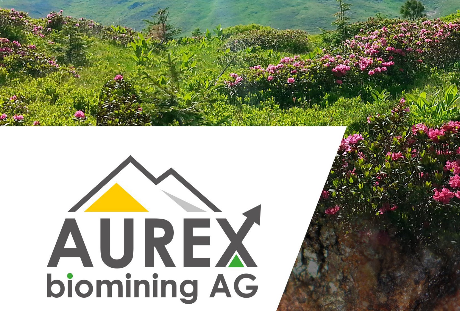 Die Aurex Biomining AG sind die ewig Suchenden! – Wiener Zocker